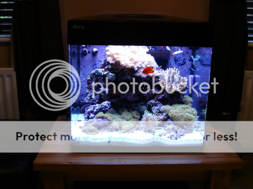 Red Sea Max 130D With Livestock | Tropical Fish Forums