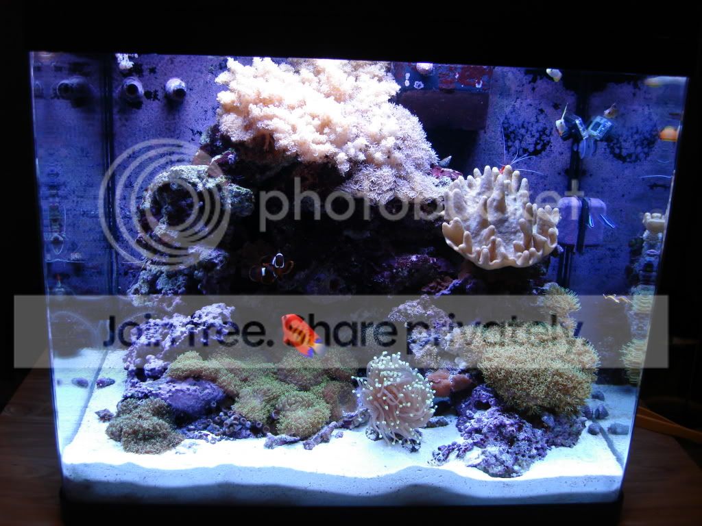 Red Sea Max 130D With Livestock | Fish Forum