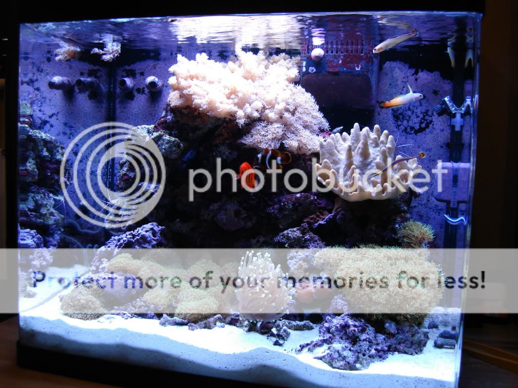 Red Sea Max 130D With Livestock | Tropical Fish Forums