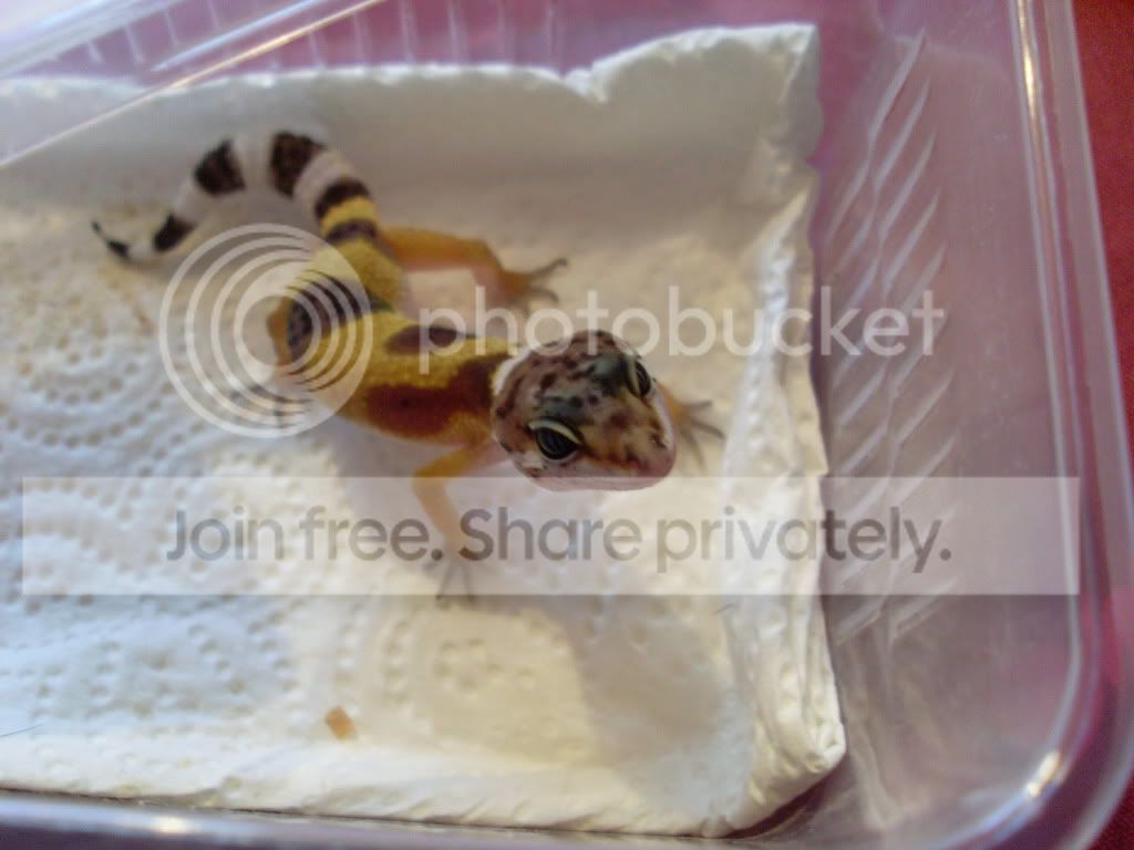 Last baby normal leopard gecko for sale (sussex) | Reptile Forums